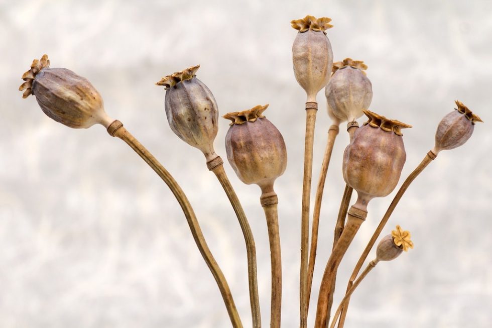 Sacred Earth - exploring nature, culture and all things herbal - Sacred ...